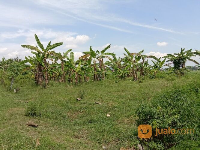 Kavling Tanah Kota Madiun, Kartoharjo, 1,4Jt/m, SHM, 3 Menit Terminal ... Kavling Tanah Kota Madiun, Kartoharjo, 1,4Jt/m, SHM, 3 Menit Terminal ...