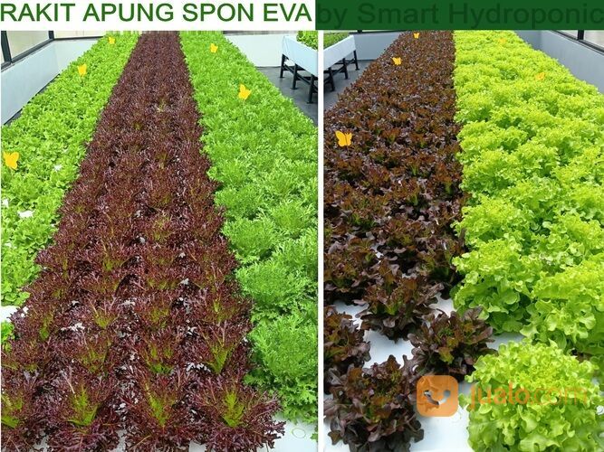 Bahan HIDROPONIK RAKIT APUNG - SPON EVA di Kota Jakarta Timur, DKI ...