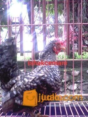 Ayam Kate Betina Warna Burik Jali Super Langka Jarang Banget Orang ...