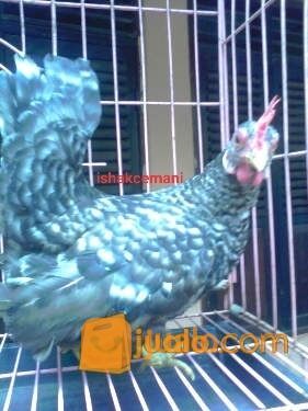 Ayam Kate Betina Warna Burik Jali Super Langka Jarang Banget Orang ...