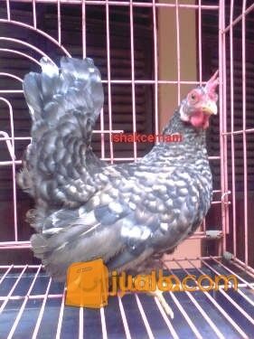 Ayam Kate Betina Warna Burik Jali Super Langka Jarang Banget Orang ...