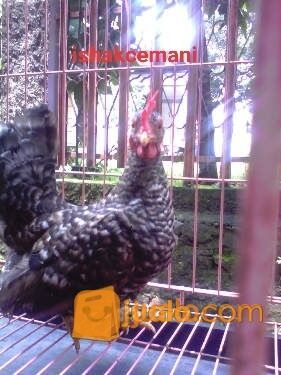 Ayam Kate Betina Warna Burik Jali Super Langka Jarang Banget Orang ...