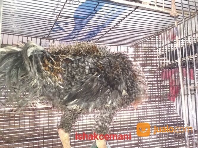 Ayam Walik Jali Abu Burik Super Sangat Langka Mantap Tiada Duanya di ...