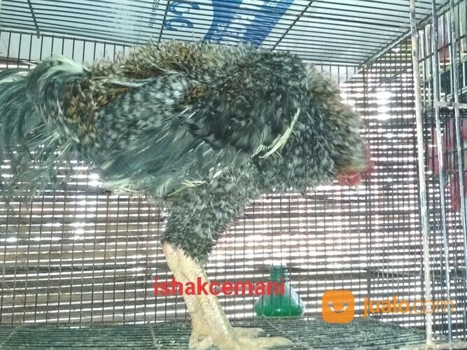 Ayam Walik Jali Abu Burik Super Sangat Langka Mantap Tiada Duanya di ...