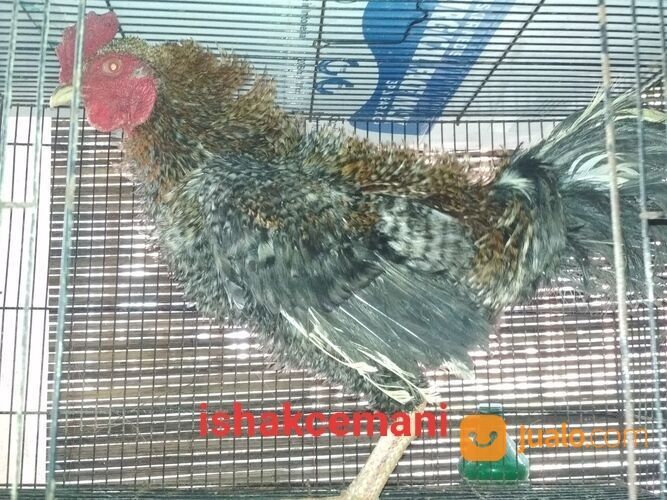 Ayam Walik Jali Abu Burik Super Sangat Langka Mantap Tiada Duanya di ...