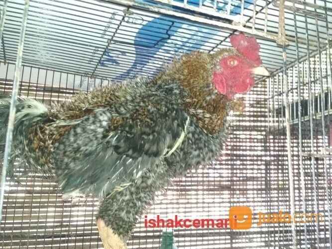 Ayam Walik Jali Abu Burik Super Sangat Langka Mantap Tiada Duanya di ...
