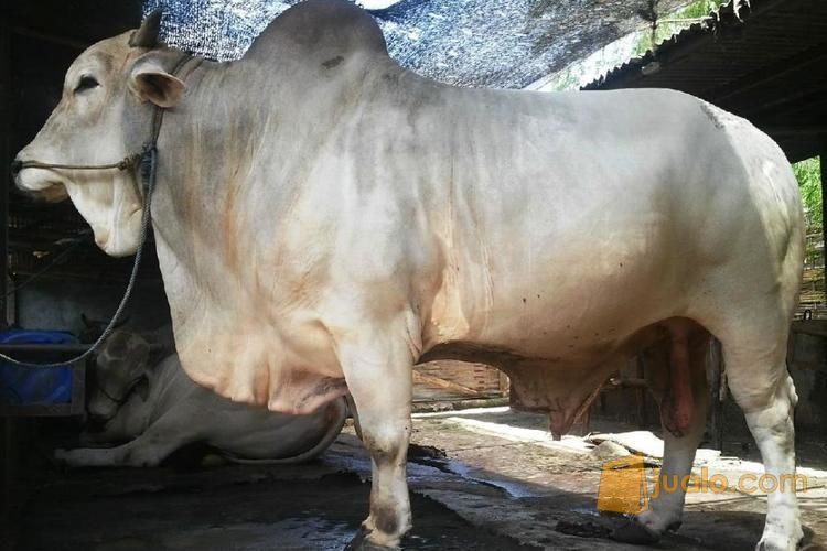 sapi PO Putih JAWA murah - qurban mandiri di Kota Depok, Jawa Barat ...
