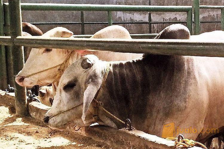 sapi PO Putih JAWA murah - qurban mandiri di Kota Depok, Jawa Barat ...