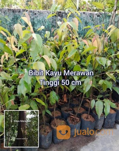 Bibit Kayu Merawan Tinggi 50 cm di Kota Palembang, Sumatera Selatan ...