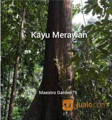 Bibit Kayu Merawan Tinggi 50 cm di Kota Palembang, Sumatera Selatan ...