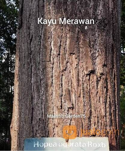 Bibit Kayu Merawan Tinggi 50 cm di Kota Palembang, Sumatera Selatan ...
