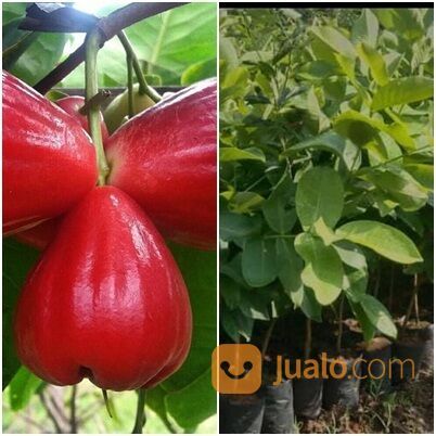 Bibit Tanaman Jambu Viral Red Taiwan - Mudah Berbuah - Cocok di Pot di ...