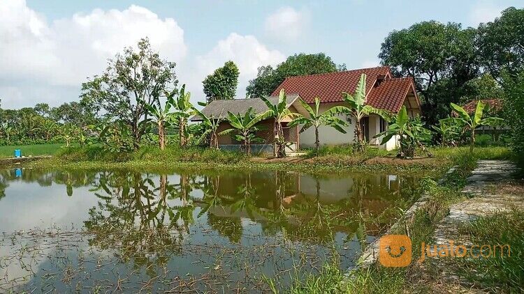 TANAH DARAT, SAWAH,KOLAM IKAN DAN 1 UNIT RUMAH BARUGBUG JATISARI ... TANAH DARAT, SAWAH,KOLAM IKAN DAN 1 UNIT RUMAH BARUGBUG JATISARI ...