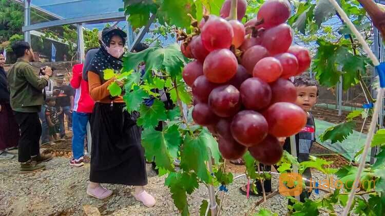 GRAND LAUNCHING TANAH KAVLING WISATA KEBUN ANGGUR DI BOGOR di Kota ...