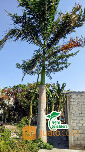 Pohon Palem Raja | Palm Raja | Palem Mewah Istimewa Super di Kota Jakarta Pusat, DKI Jakarta ...