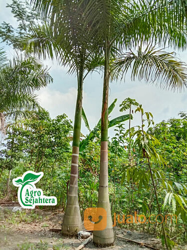 Pohon Palem Raja | Palm Raja | Palem Mewah Istimewa Super di Kota ...