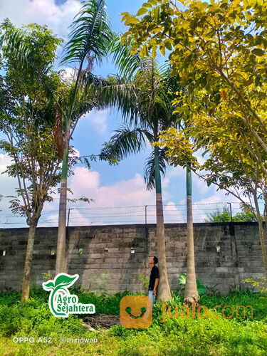 Pohon Palem Raja | Palm Raja | Palem Mewah Istimewa Super di Kota ...