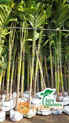 Pohon Palm Putri Unggul Langsung Petani, Siap Tanam dan Kirim Indonesia ...