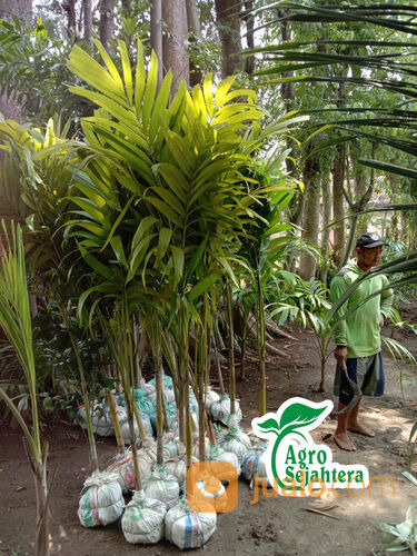Pohon Palm Putri Unggul Langsung Petani, Siap Tanam dan Kirim Indonesia ...