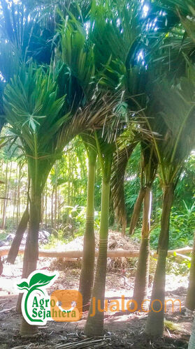 Pohon Palm Putri Unggul Langsung Petani, Siap Tanam dan Kirim Indonesia ...