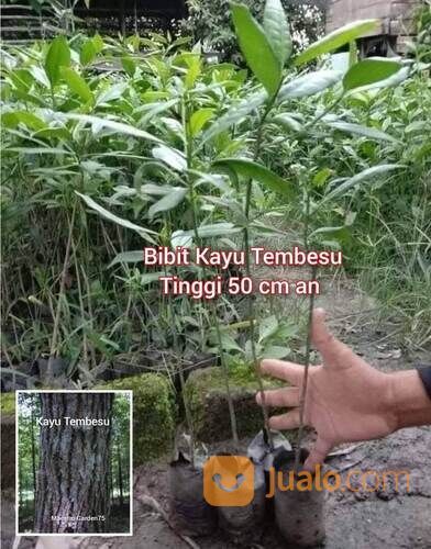 Tembesu Bibit Pohon Tinggi Bibit 50 cm di Kab. Ogan Ilir, Sumatera ...