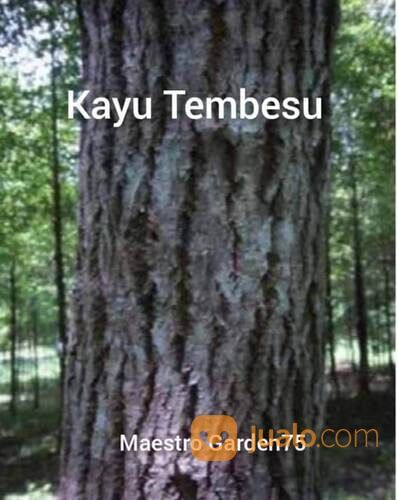 Tembesu Bibit Pohon Tinggi Bibit 50 cm di Kab. Ogan Ilir, Sumatera ...