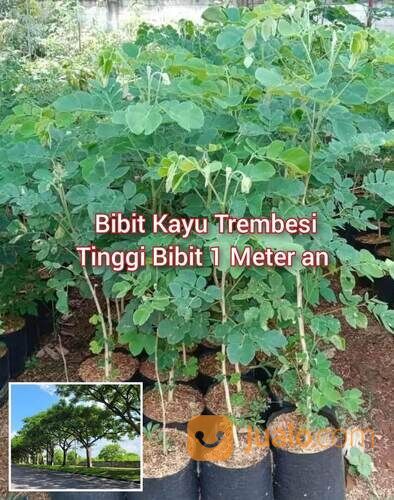 Bibit Trembesi Tinggi 1 Meter an di Kota Palembang, Sumatera Selatan ...