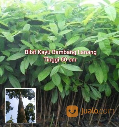 Bibit Kayu Bambang Lanang 50 cm di Kota Palembang, Sumatera Selatan ...