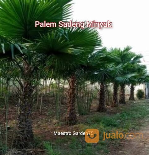 Palem Sadeng Minyak Tinggi Batang 1 Meter an di Kota Palembang ...