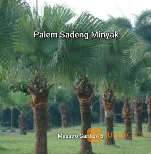 Palem Sadeng Minyak Tinggi Batang 1 Meter an di Kota Palembang ...