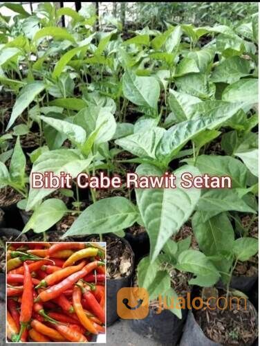 Cabe Setan Polybag an Berbagai Ukuran di Kota Palembang, Sumatera ...