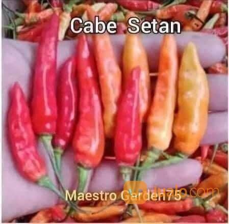 Cabe Setan Polybag an Berbagai Ukuran di Kota Palembang, Sumatera ...