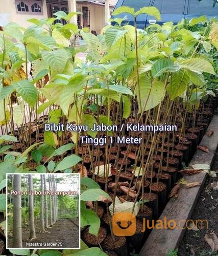 Bibit Kayu Jabon Tinggi 1 Meter an di Kota Palembang, Sumatera Selatan ...