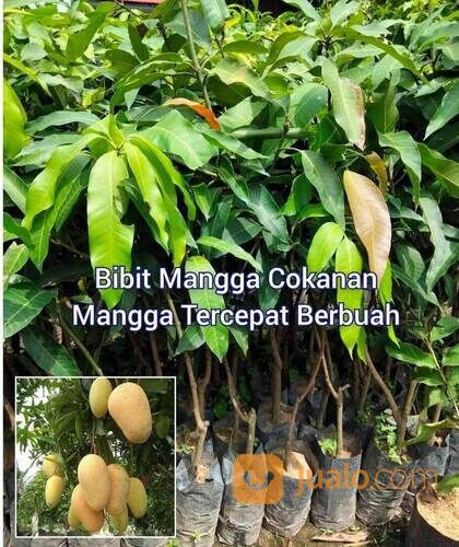 Mangga Cokanan Bibit Okulasi Tinggi 1 Meter an di Kota Palembang ...