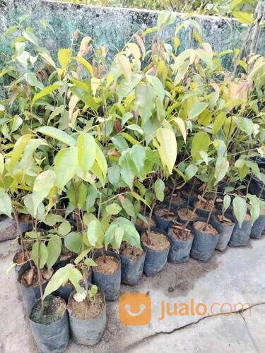 Bibit Kayu Merawan Tinggi 50 cm di Kota Palembang, Sumatera Selatan ...