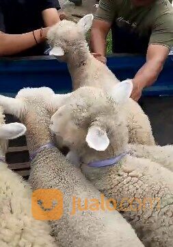 sepasang anakan domba merino superan 4 bulanan shaun the sheep 1 jantan ...