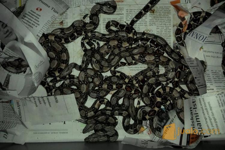 Jual Ular Boa BCI Pastel Baby di Kota Tangerang, Banten | Jualo.com
