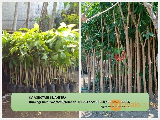 Pohon Tabebuya Pangkajene 081272952618 Berkualitas Dan Bergaransi di ...