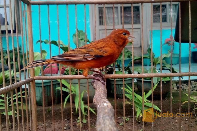 kenari black red di Kab. Bandung, Jawa Barat | Jualo.com