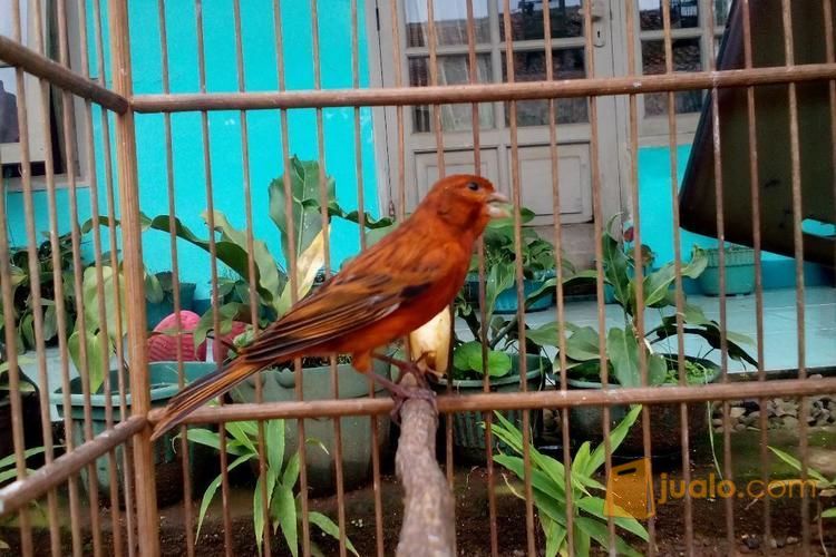 kenari black red di Kab. Bandung, Jawa Barat | Jualo.com