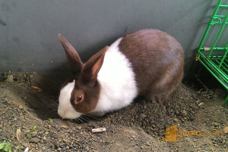 Adobsi Kelinci Dutch di Kota Malang, Jawa Timur | Jualo.com