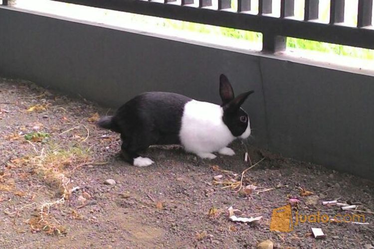 Adobsi Kelinci Dutch di Kota Malang, Jawa Timur | Jualo.com