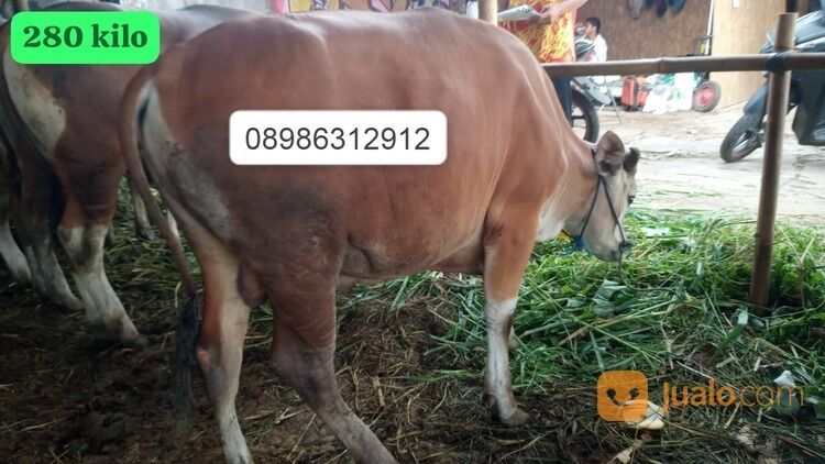 DP 500ribu sapi qurban mulai 200-500kiloan timbangan dan bobot sesuai ...