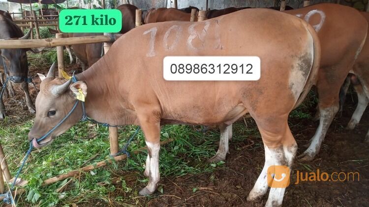 DP 500ribu sapi qurban mulai 200-500kiloan timbangan dan bobot sesuai ...