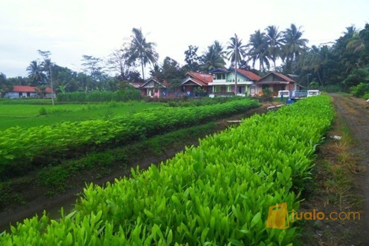 Jual Bibit Pohon Akasia Mangium / Bibit Kayu Akasia Daun Lebar / Biji ... Jual Bibit Pohon Akasia Mangium / Bibit Kayu Akasia Daun Lebar / Biji ...