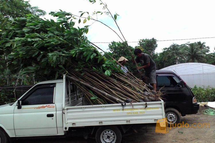 Jual Bibit Pohon Akasia Mangium / Bibit Kayu Akasia Daun Lebar / Biji ... Jual Bibit Pohon Akasia Mangium / Bibit Kayu Akasia Daun Lebar / Biji ...