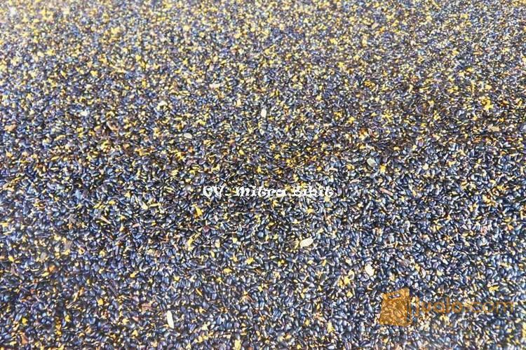Jual Bibit Pohon Akasia Mangium / Bibit Kayu Akasia Daun Lebar / Biji ... Jual Bibit Pohon Akasia Mangium / Bibit Kayu Akasia Daun Lebar / Biji ...
