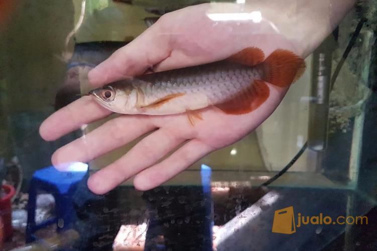ikan arwana super red 14 cm di Kota Jakarta Barat, DKI Jakarta | Jualo.com