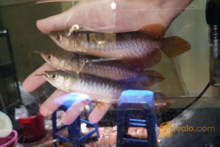 ikan arwana super red 14 cm di Kota Jakarta Barat, DKI Jakarta | Jualo.com