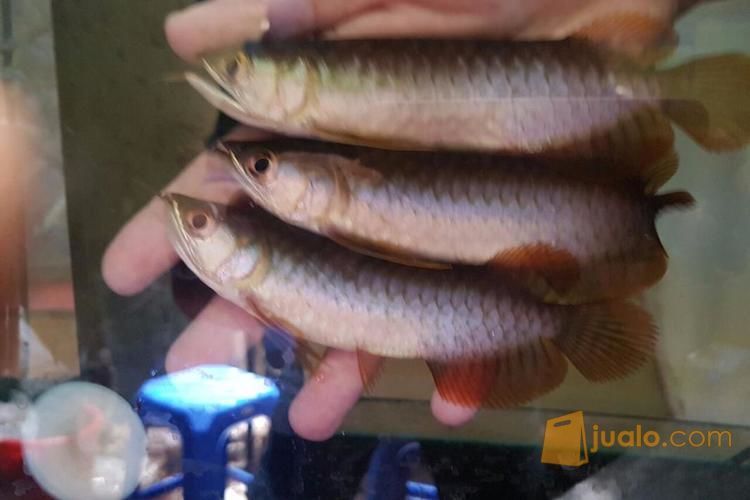 ikan arwana super red 14 cm di Kota Jakarta Barat, DKI Jakarta | Jualo.com